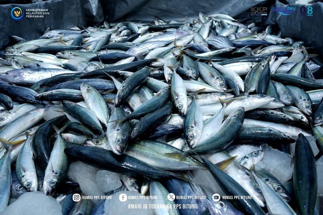 Detail Pelabuhan PPS. Bitung | PIPP - Kementerian Kelautan dan Perikanan